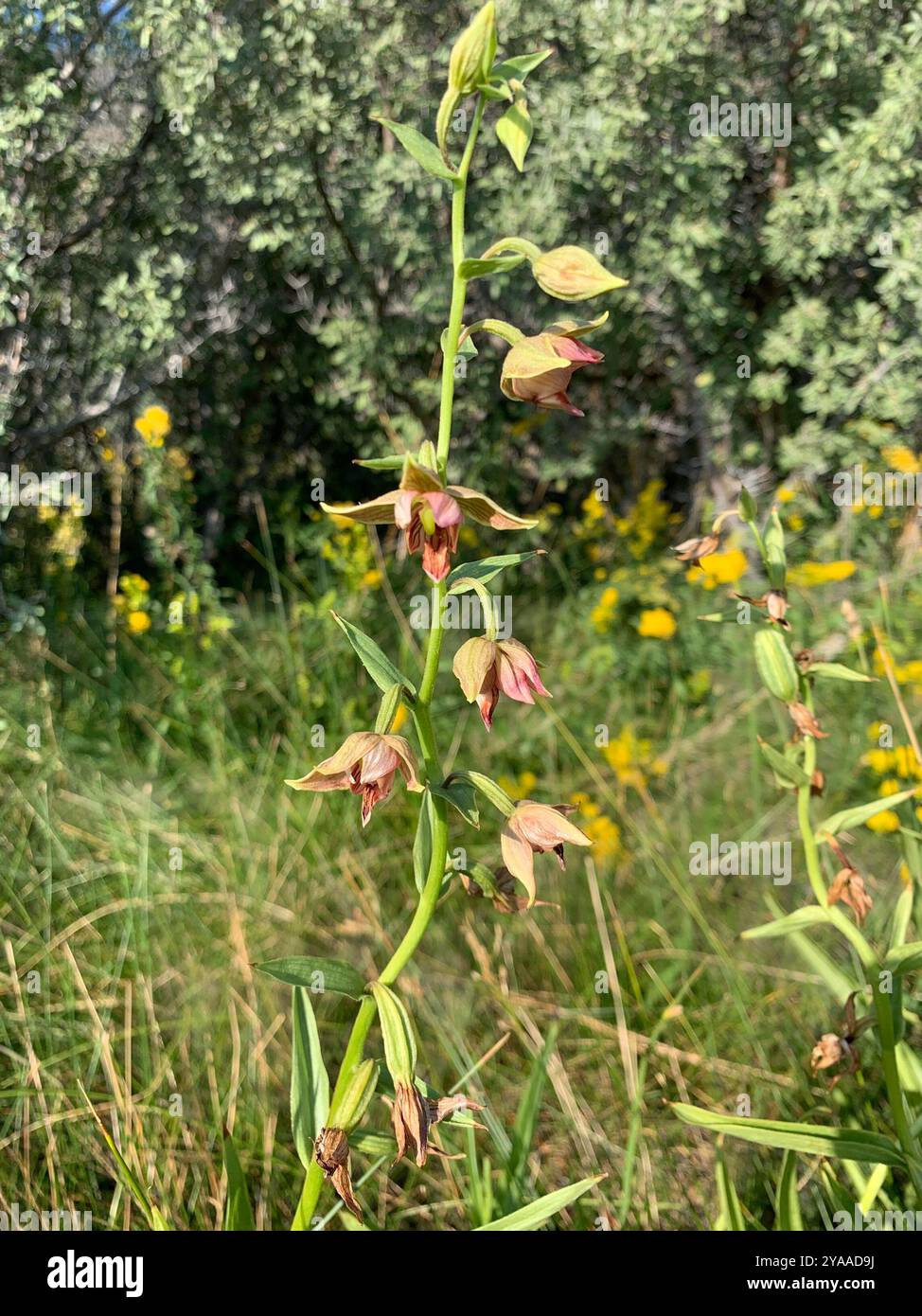 Stream Orchid (Epipactis gigantea) Plantae Stock Photo - Alamy