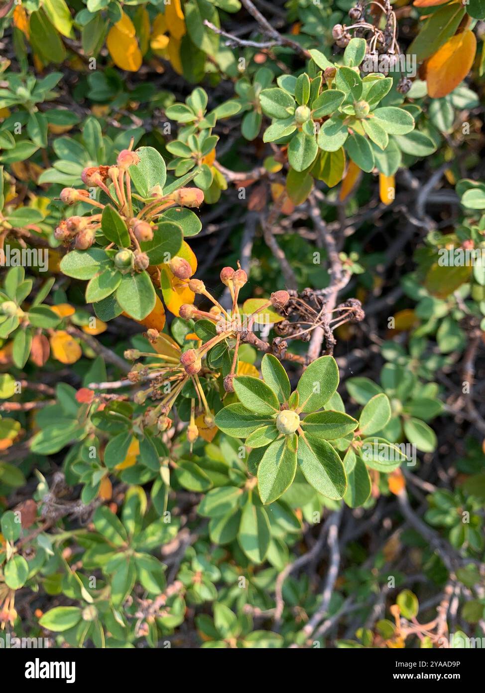 Western Labrador Tea (Rhododendron columbianum) Plantae Stock Photo - Alamy