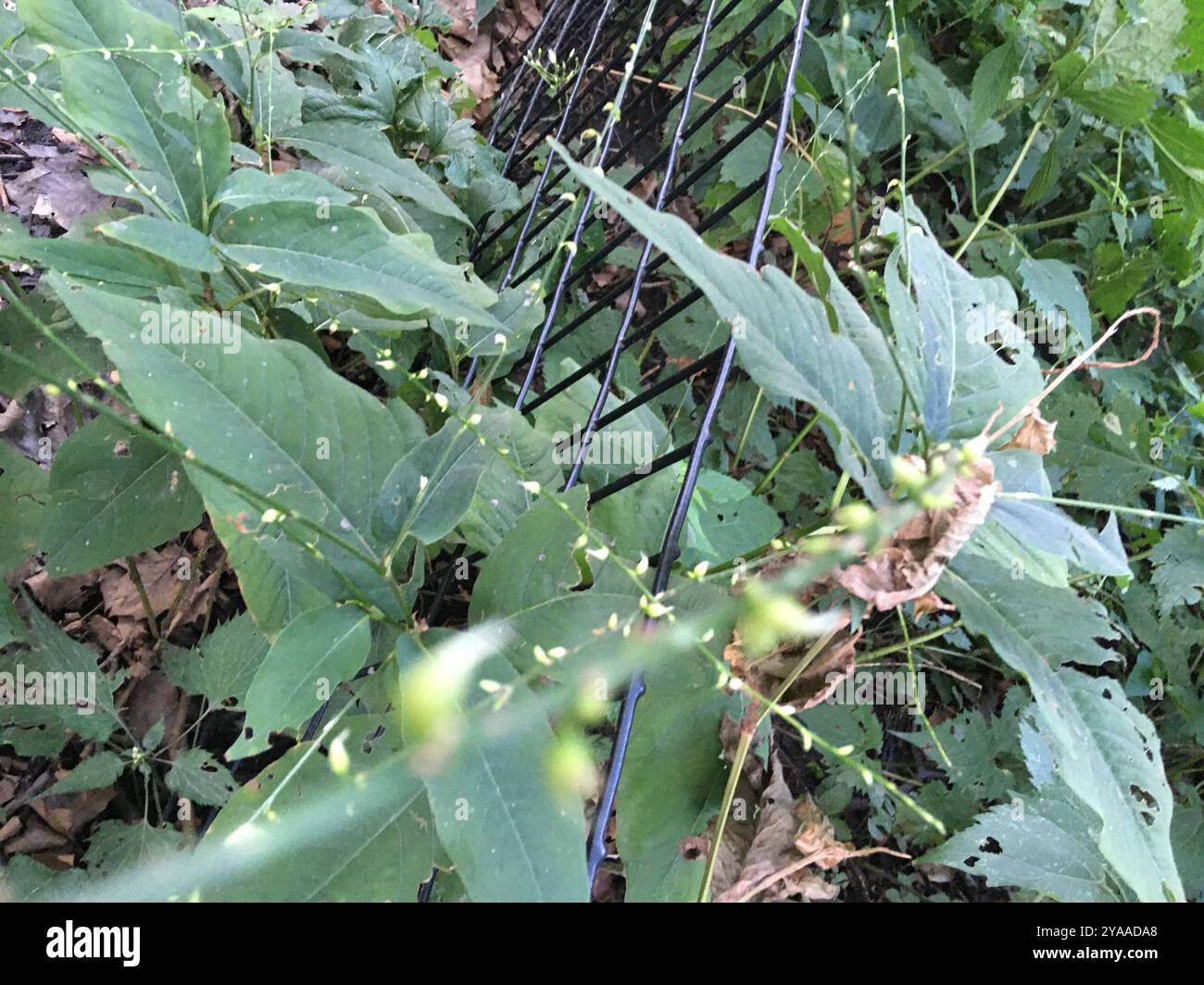 American jumpseed (Persicaria virginiana) Plantae Stock Photo - Alamy
