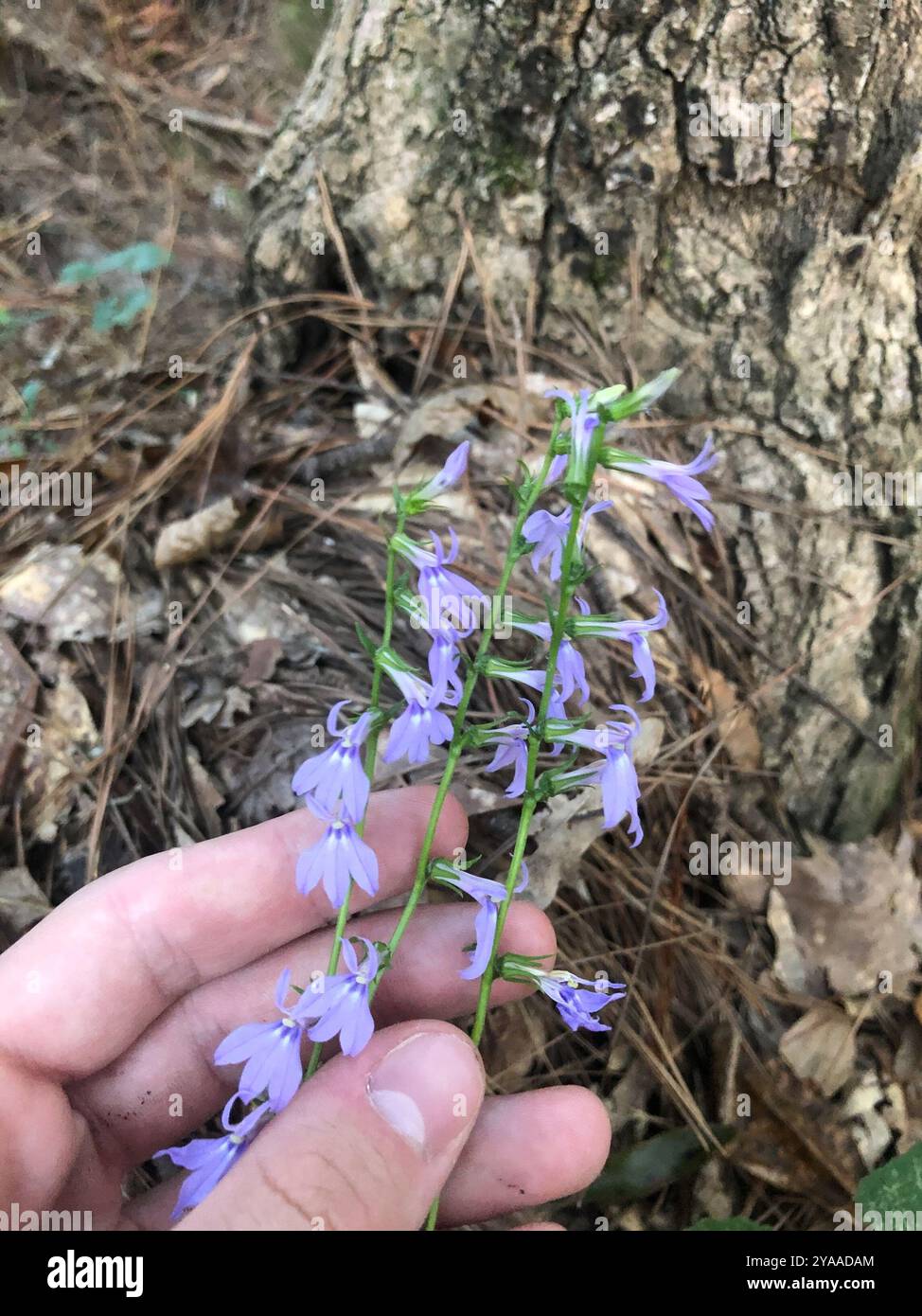 downy lobelia (Lobelia puberula) Plantae Stock Photo - Alamy