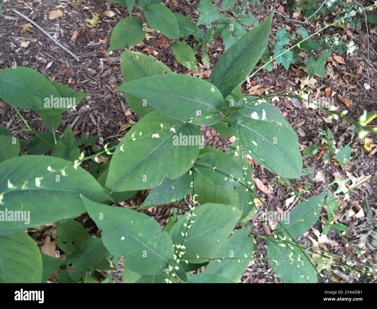 American jumpseed (Persicaria virginiana) Plantae Stock Photo - Alamy