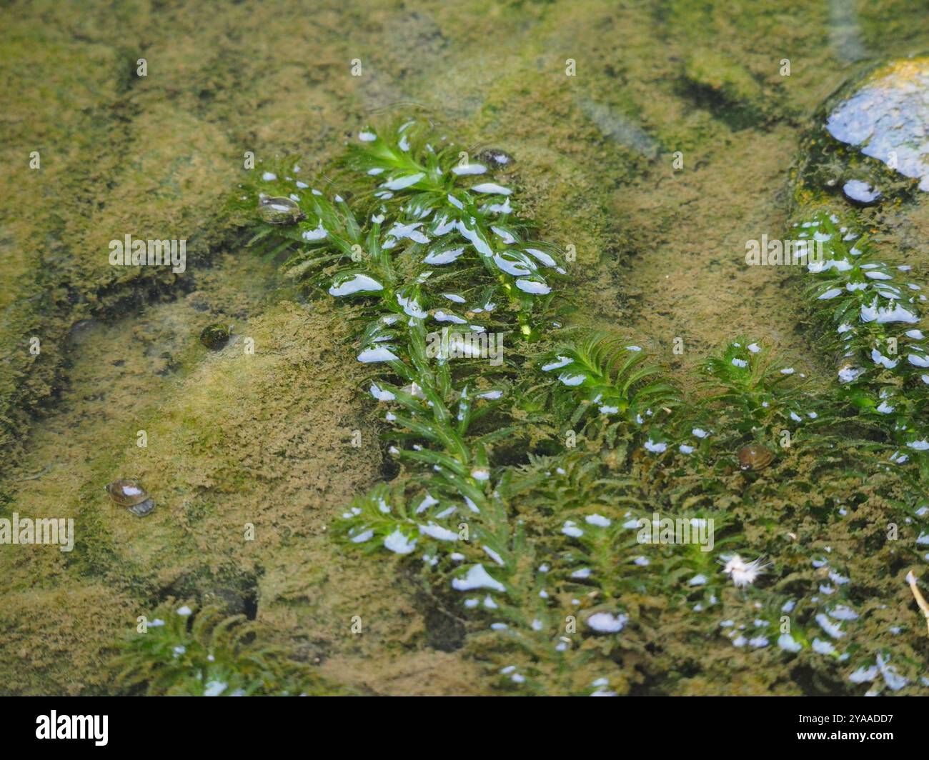 Brazilian elodea (Elodea densa) Plantae Stock Photo - Alamy