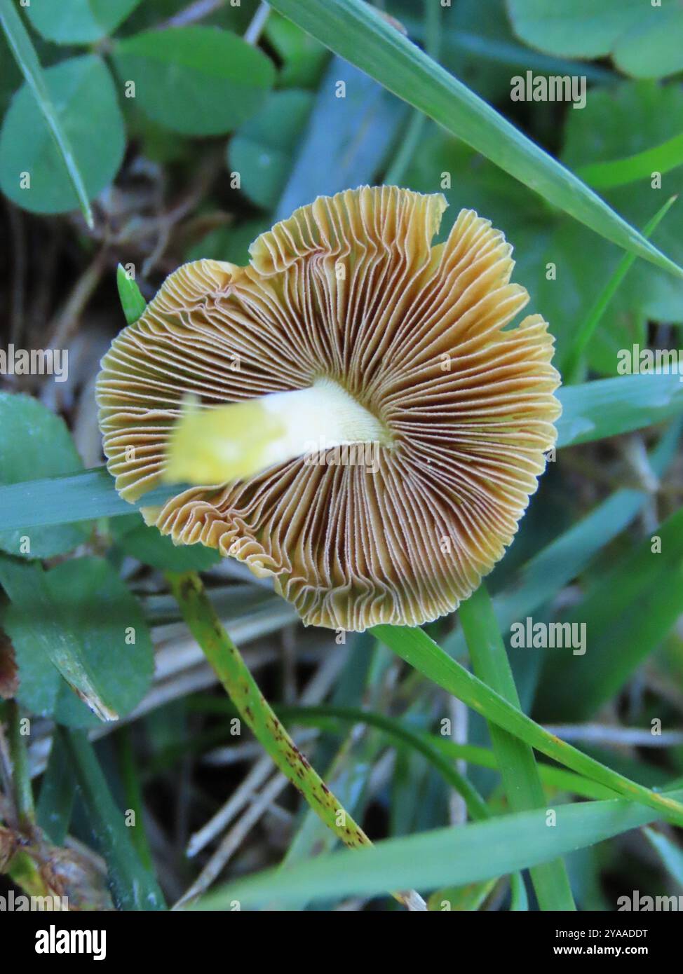 milky conecap (Conocybe apala) Fungi Stock Photo - Alamy