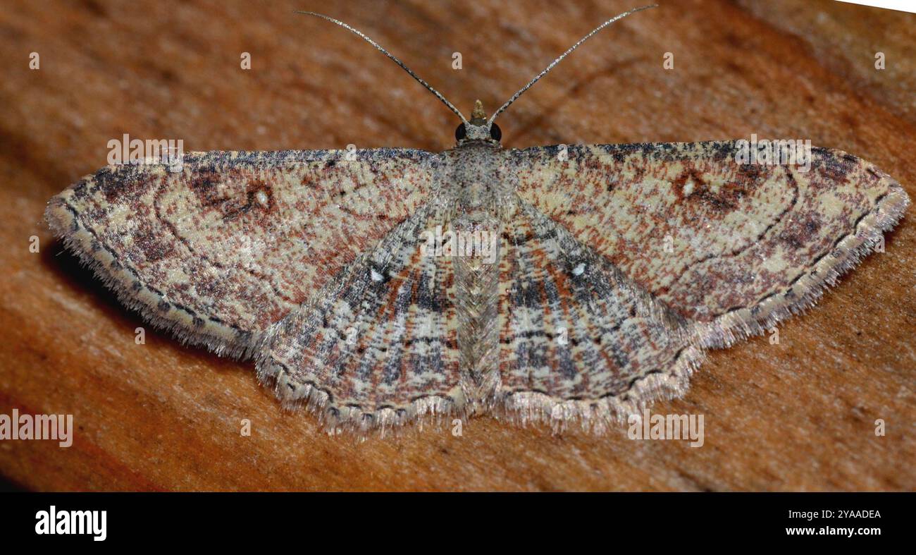 Dwarf Tawny Wave (Cyclophora nanaria) Insecta Stock Photo - Alamy