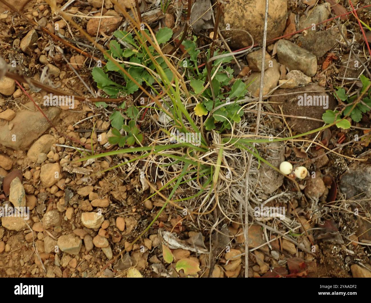 Poverty oatgrass (Danthonia spicata) Plantae Stock Photo - Alamy