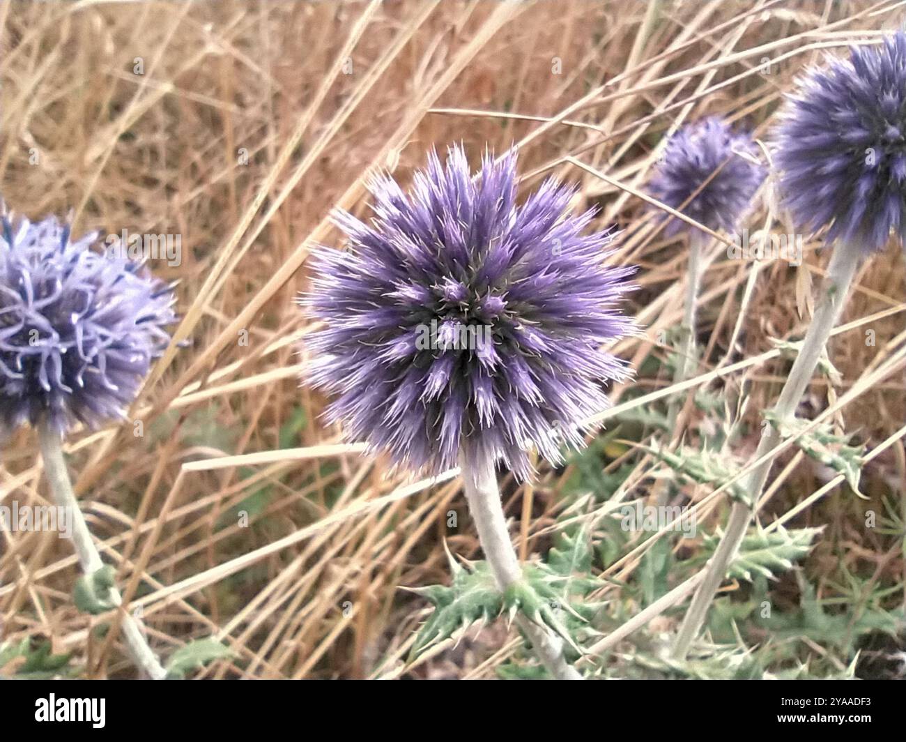 (Echinops ritro ruthenicus) Plantae Stock Photo - Alamy