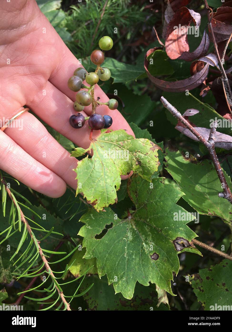 riverbank grape (Vitis riparia) Plantae Stock Photo - Alamy