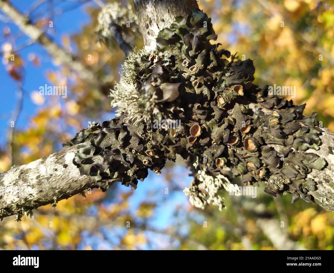 (Pleurosticta acetabulum) Fungi Stock Photo - Alamy