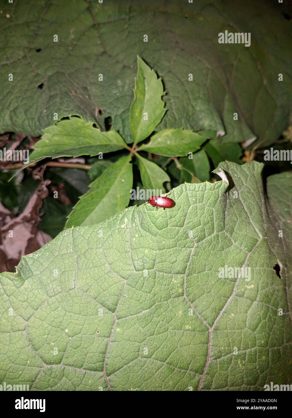 Cucujiform Beetles (Cucujiformia) Insecta Stock Photo - Alamy