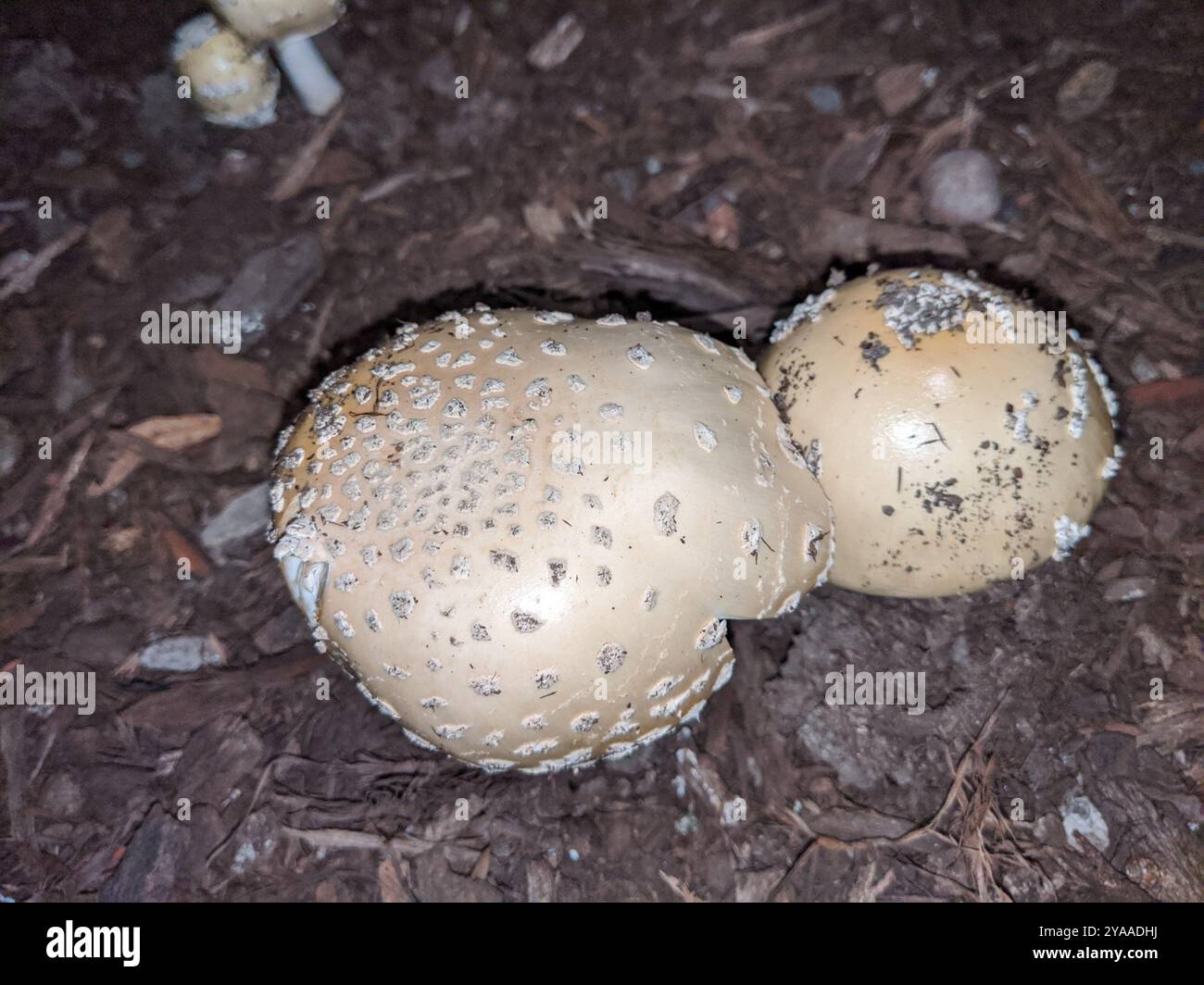 Great Funnel-Veil Amanita (Amanita velatipes) Fungi Stock Photo - Alamy
