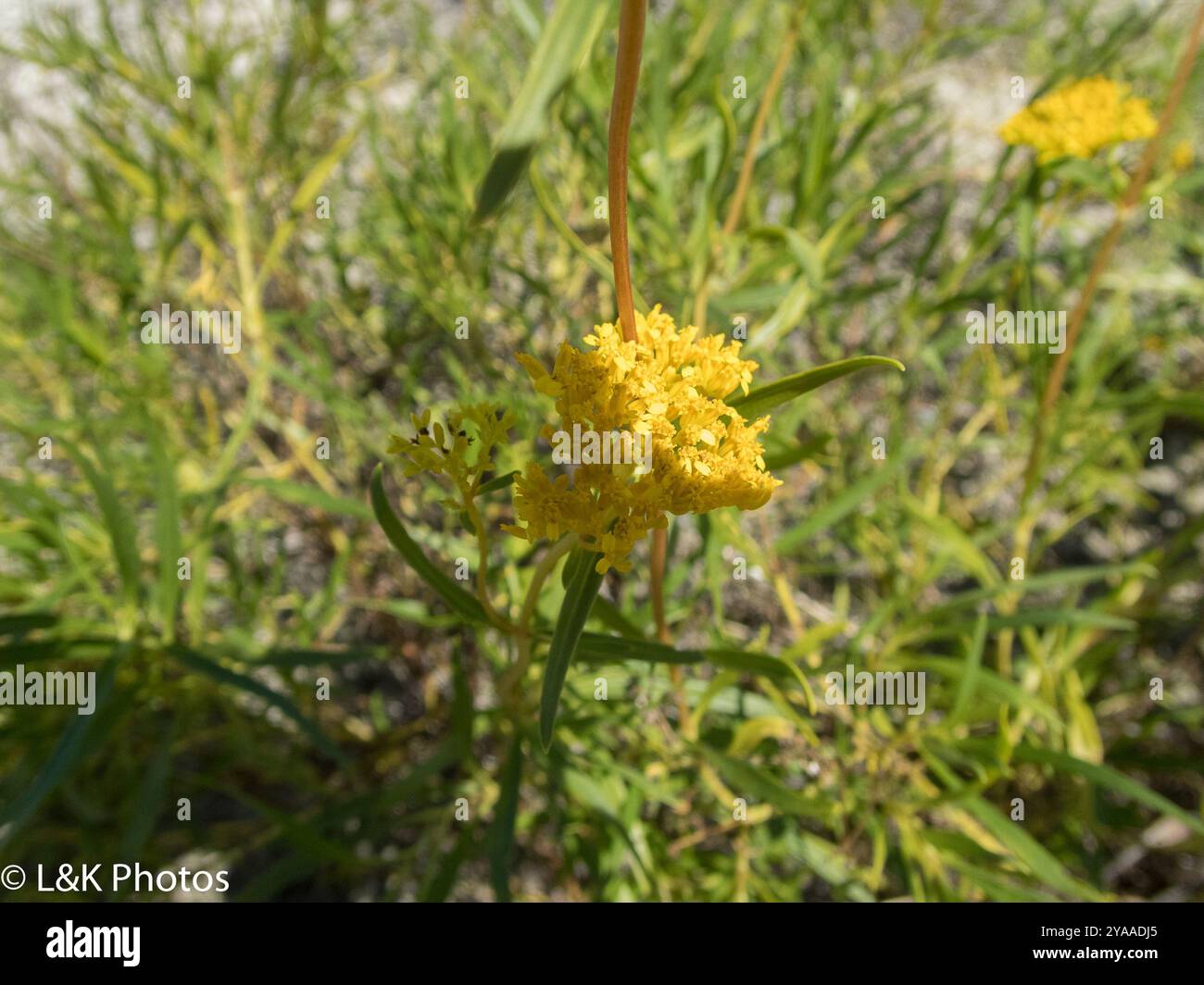 Narrowleaf Yellowtops (Flaveria linearis) Plantae Stock Photo - Alamy