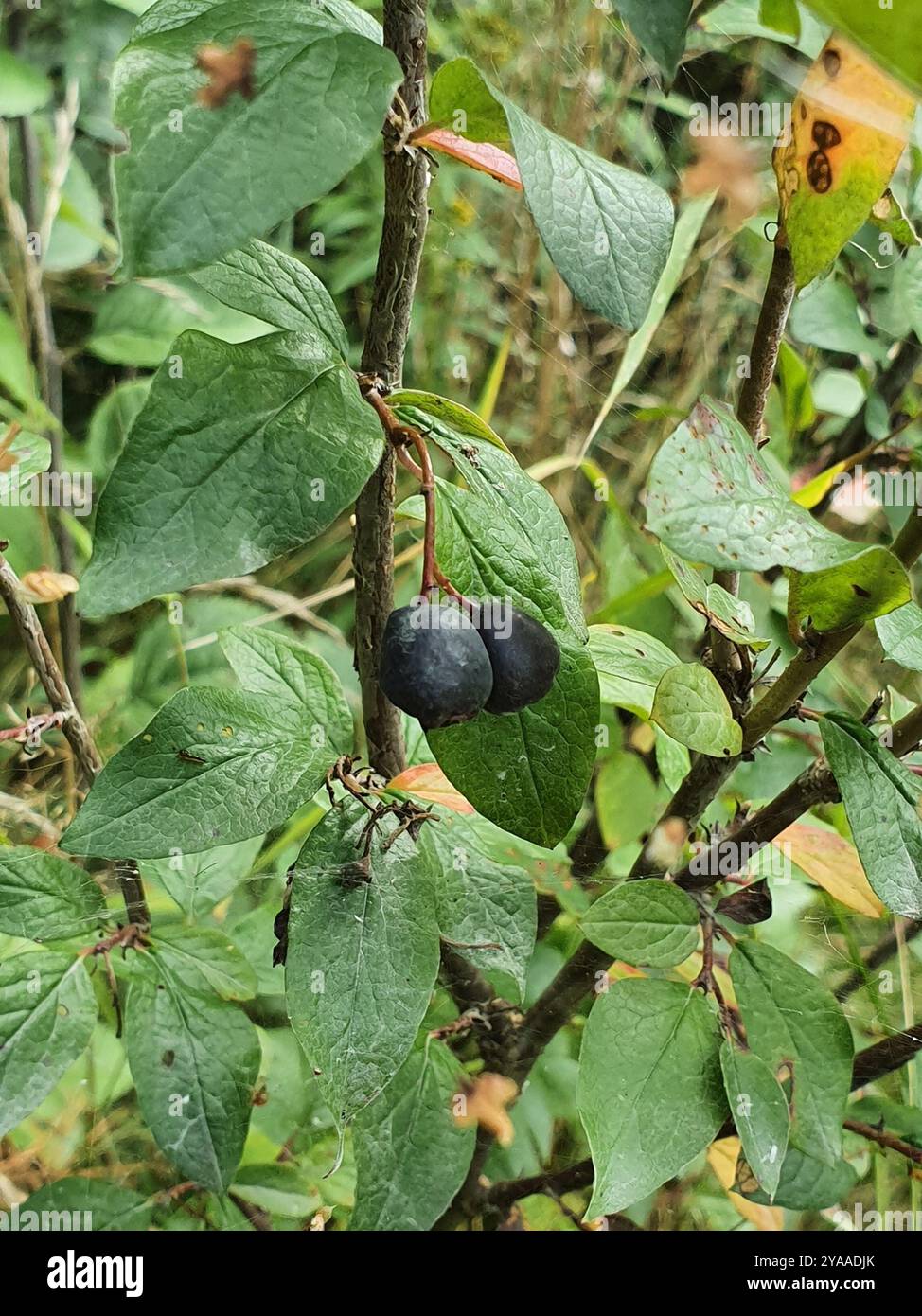 Shiny Cotoneaster (Cotoneaster lucidus) Plantae Stock Photo - Alamy
