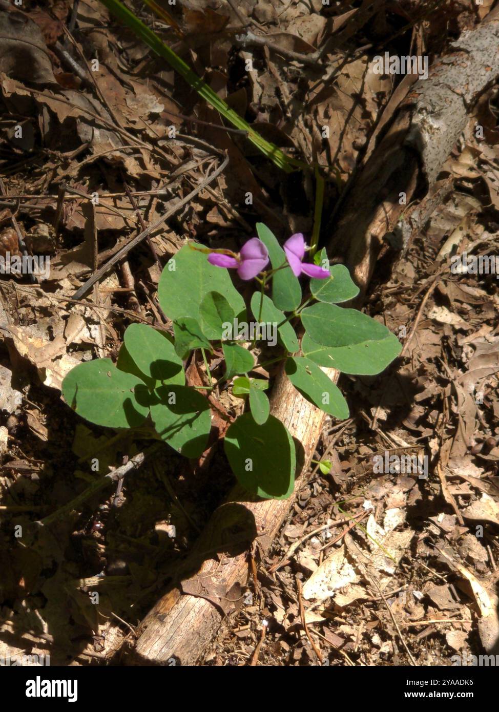ticktrefoils (Desmodium) Plantae Stock Photo - Alamy