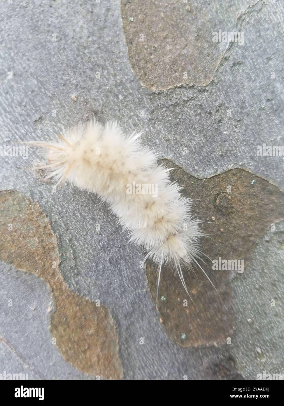 Sycamore Tussock Moth (Halysidota harrisii) Insecta Stock Photo - Alamy