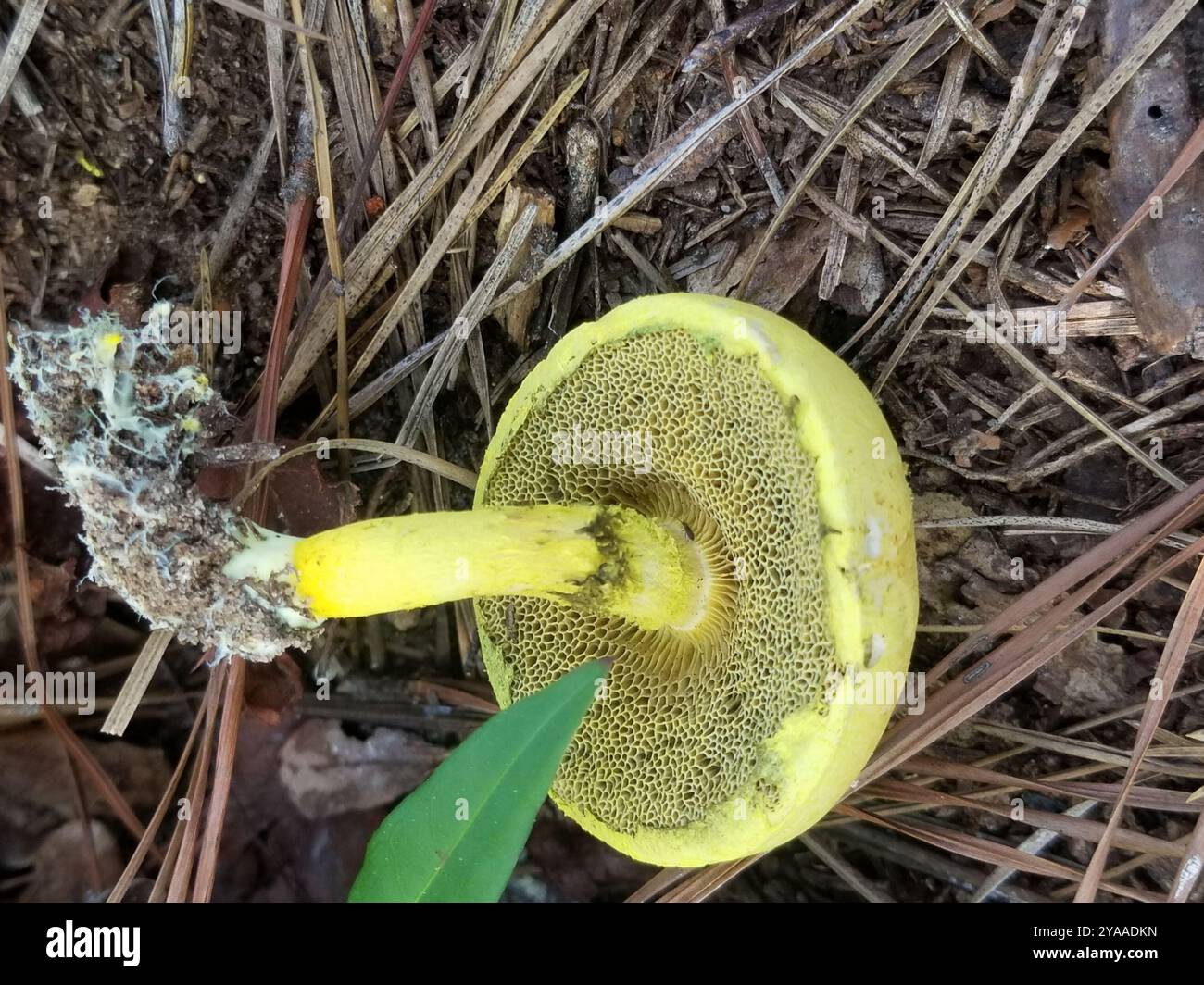 powdery sulfur bolete (Pulveroboletus ravenelii) Fungi Stock Photo - Alamy