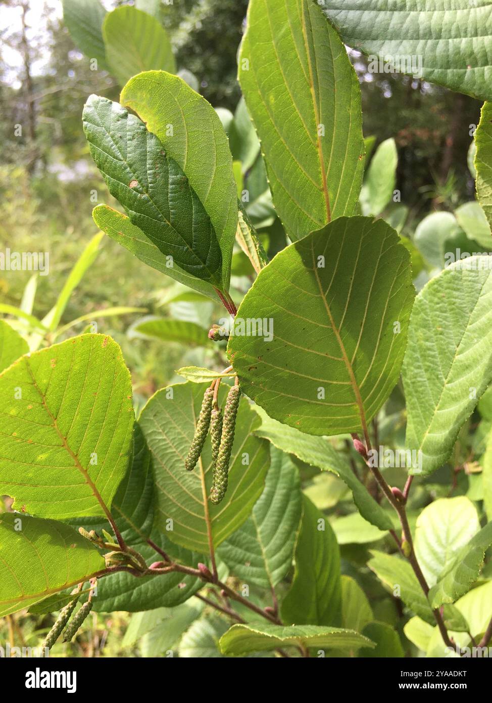 smooth alder (Alnus serrulata) Plantae Stock Photo - Alamy