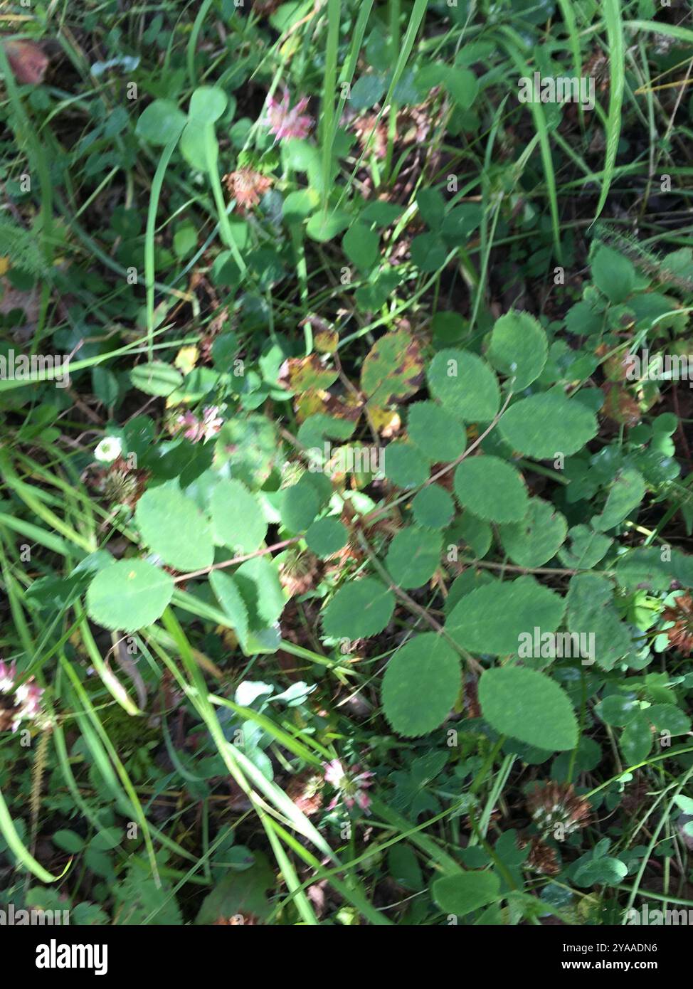 Prickly Wild Rose (Rosa acicularis) Plantae Stock Photo - Alamy