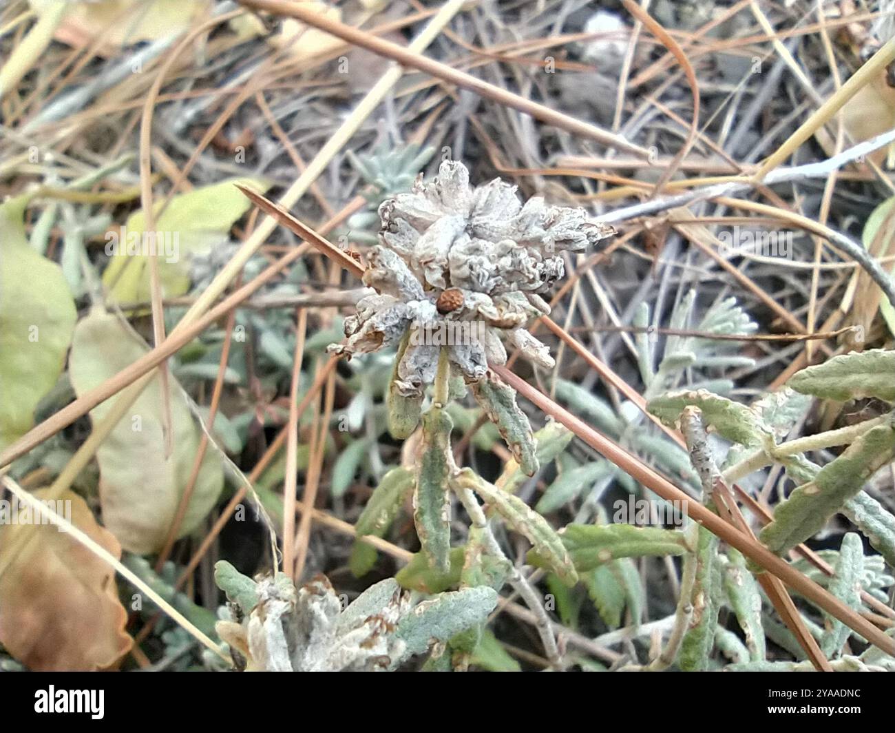Felty Germander (Teucrium polium) Plantae Stock Photo - Alamy