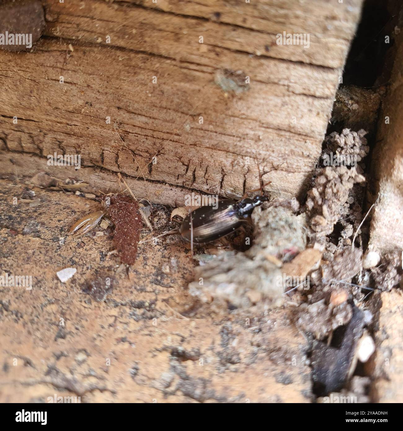 Submetallic Ground Beetle (Notagonum submetallicum) Insecta Stock Photo ...