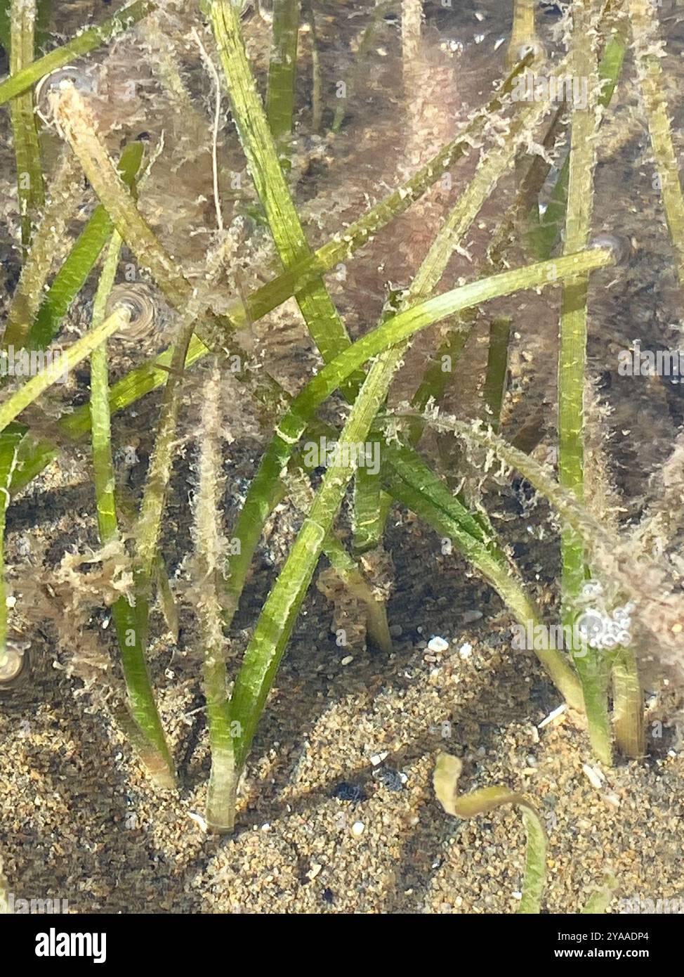 Cymodocea rotundata hi-res stock photography and images - Alamy