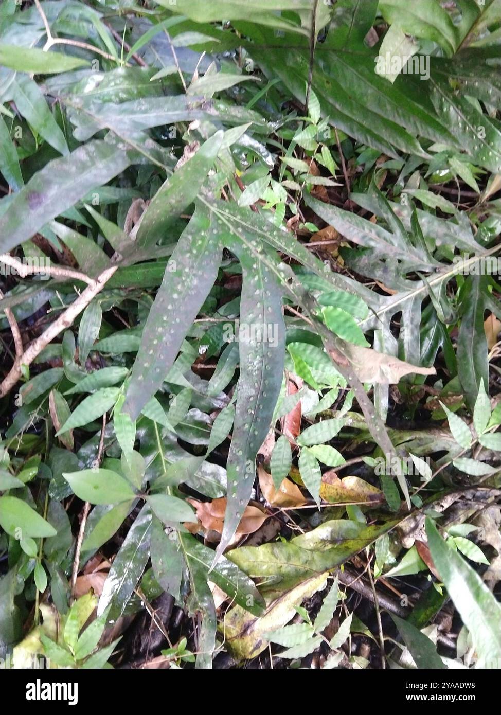 Musk Fern (Microsorum grossum) Plantae Stock Photo - Alamy