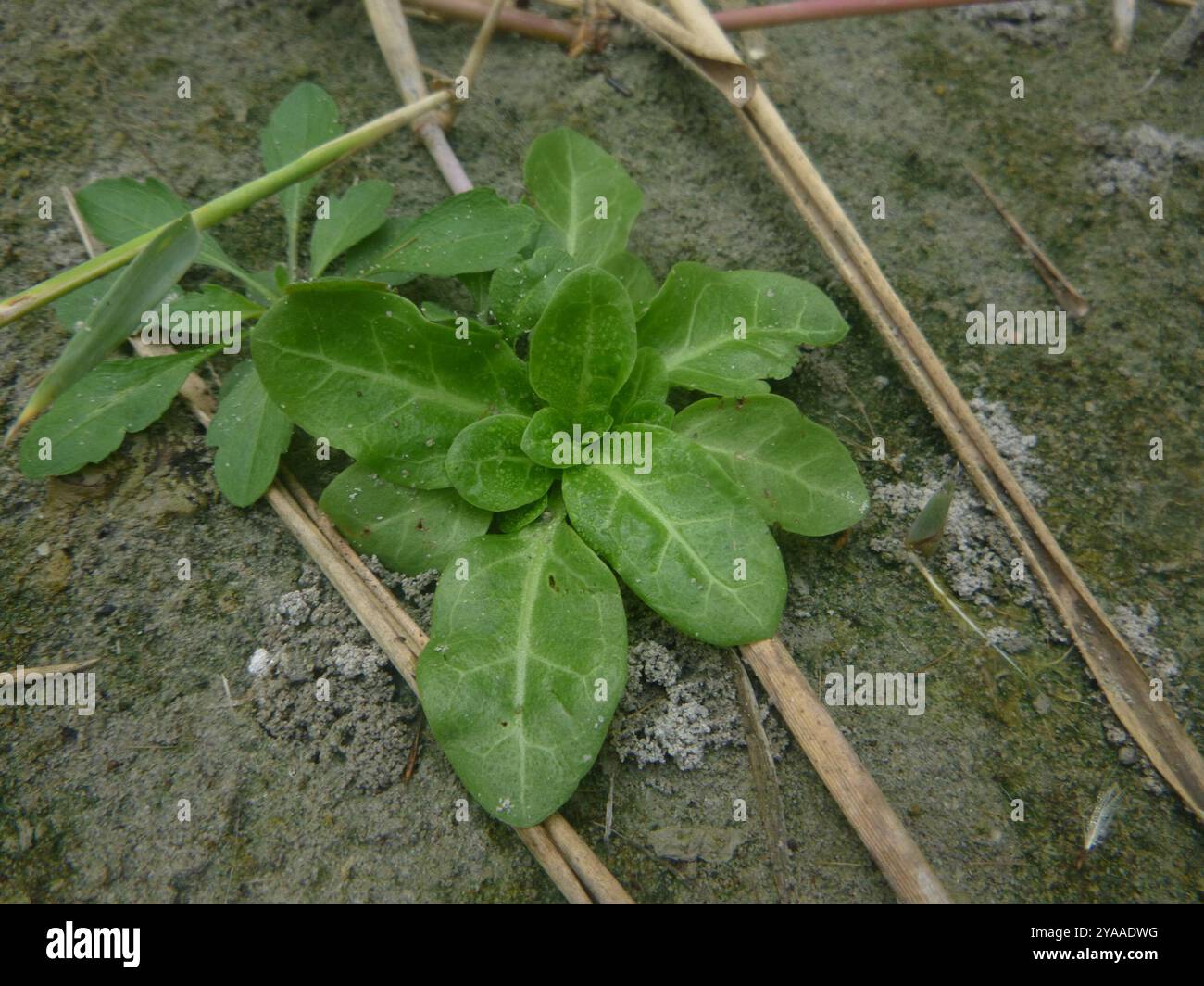 Thin Leaf Brookweed (Samolus valerandi) Plantae Stock Photo - Alamy
