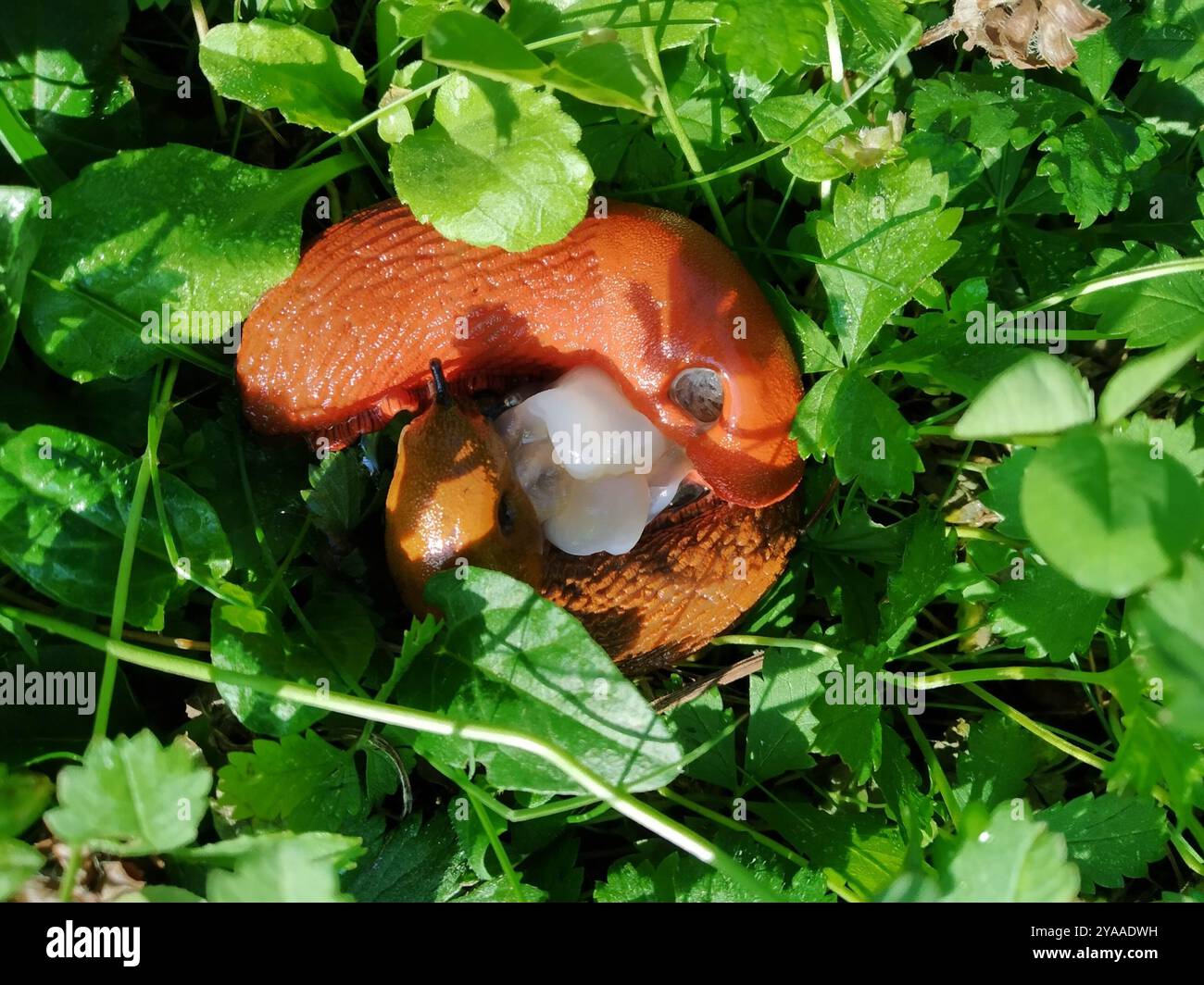 Spanish Slug (Arion vulgaris) Mollusca Stock Photo - Alamy