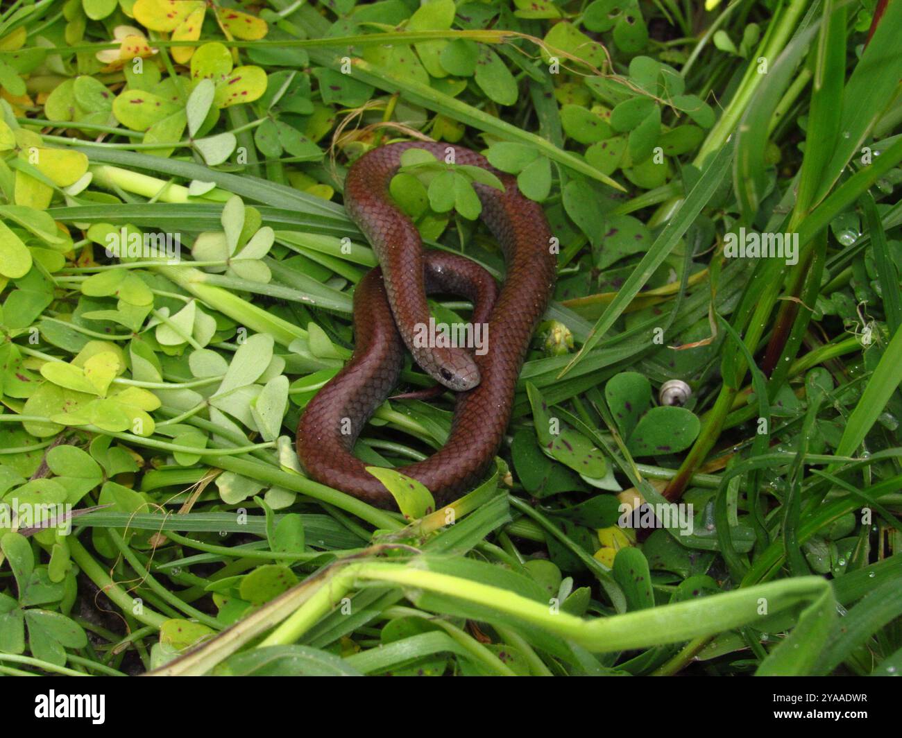 Common Slug-eater (Duberria lutrix) Reptilia Stock Photo - Alamy