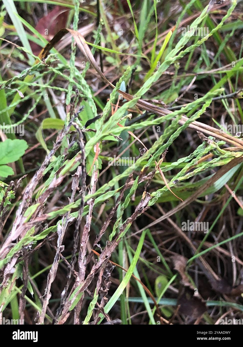 Scaleleaf Aster (Symphyotrichum adnatum) Plantae Stock Photo - Alamy
