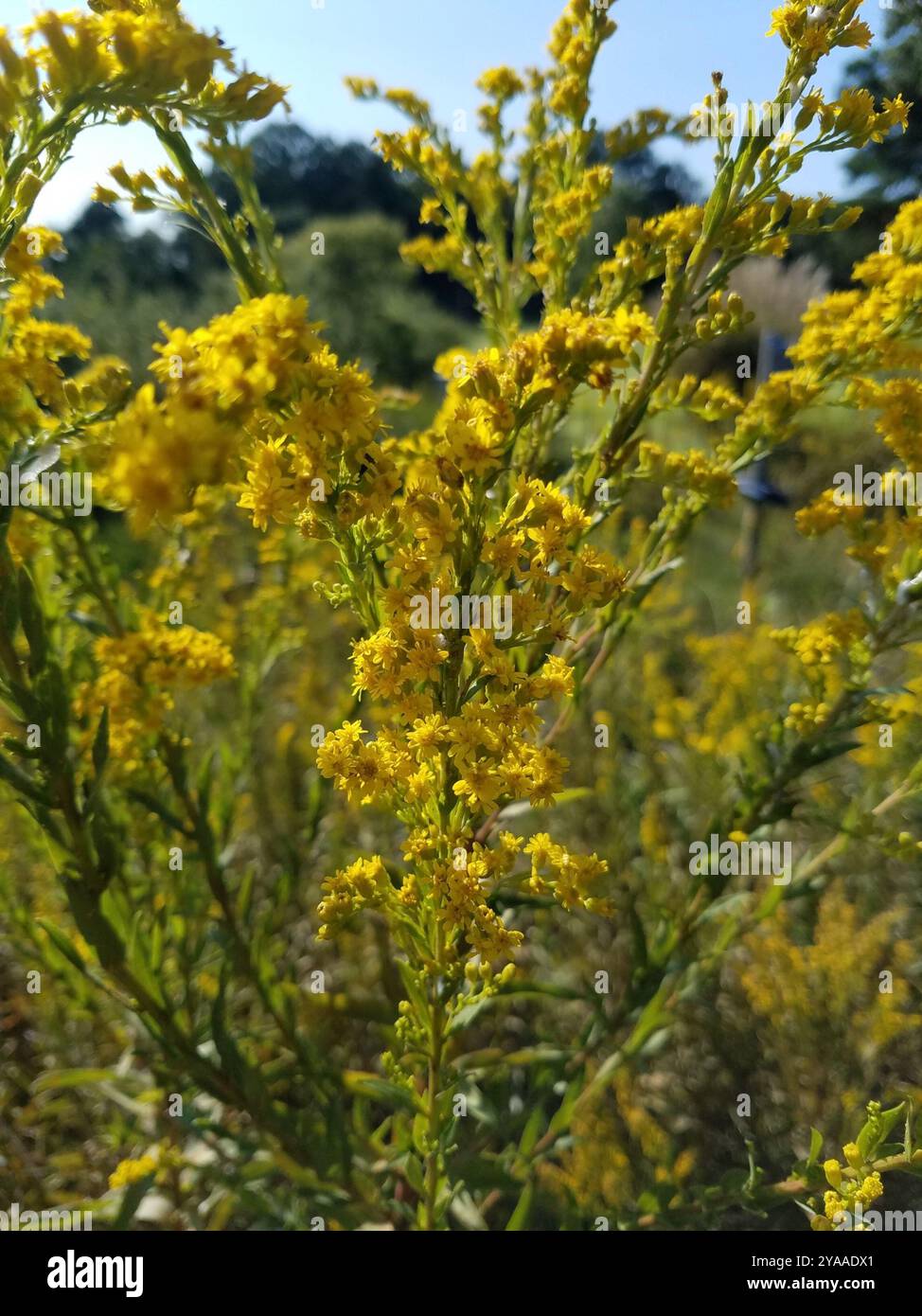 northern seaside goldenrod (Solidago sempervirens) Plantae Stock Photo ...