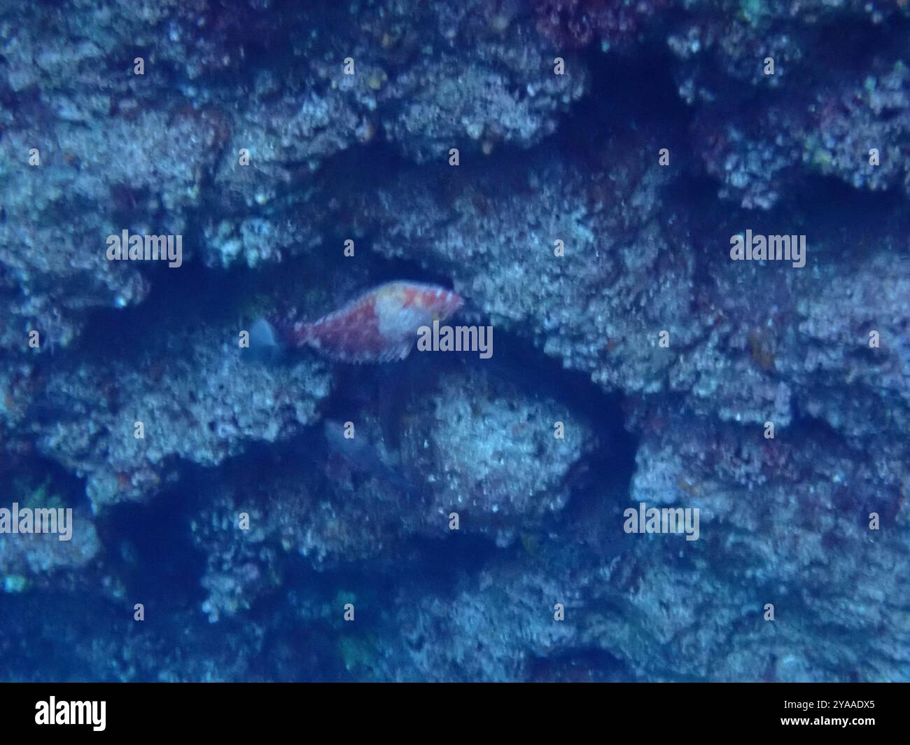 European Parrotfish (Sparisoma cretense) Actinopterygii Stock Photo - Alamy