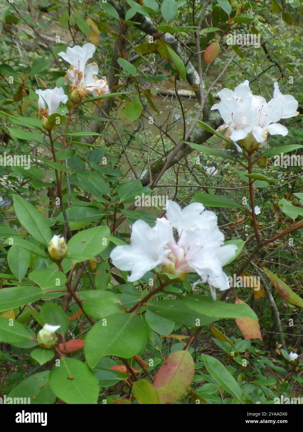 gorge rhododendron (Rhododendron minus) Plantae Stock Photo - Alamy