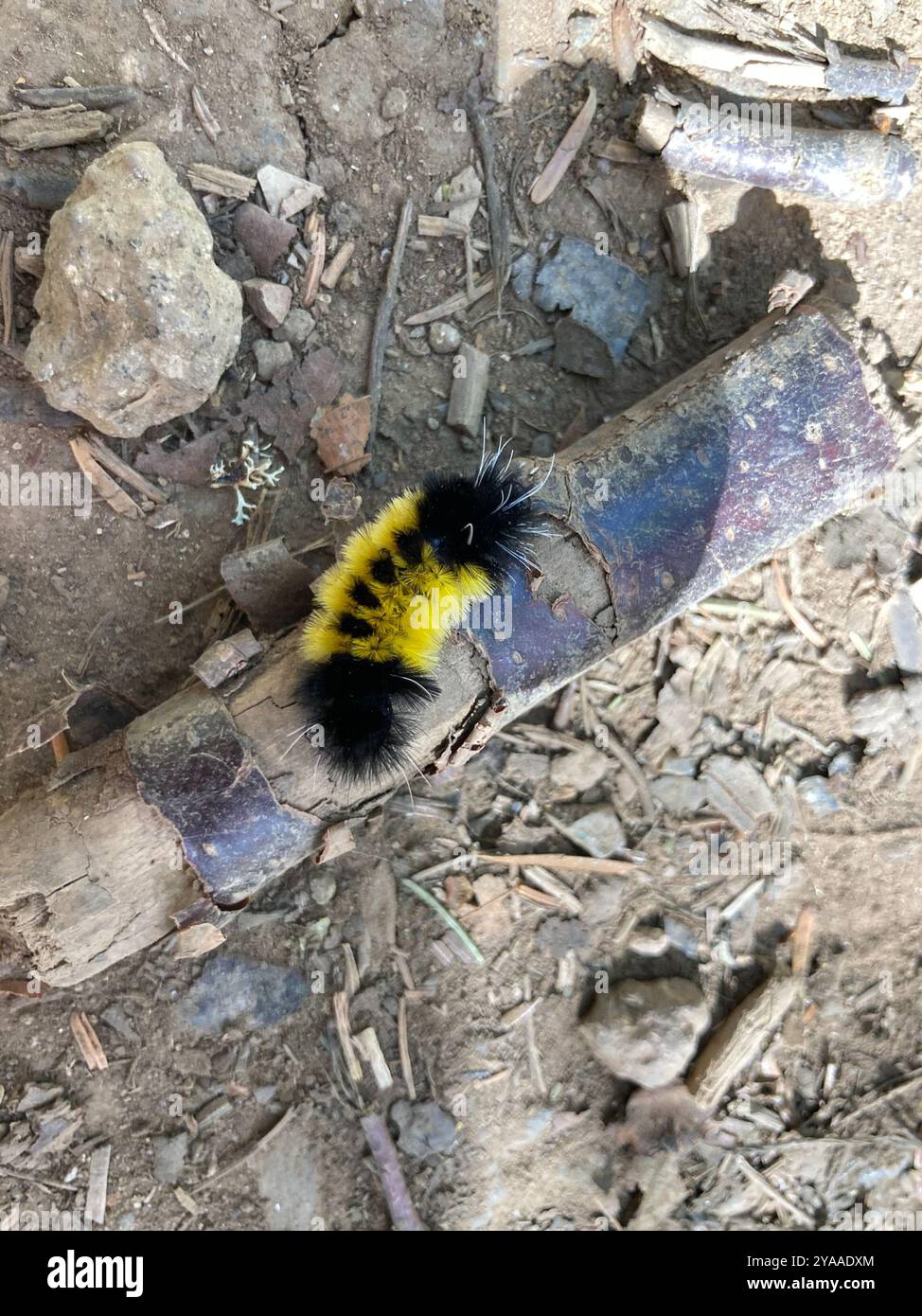 Spotted Tussock Moth (Lophocampa maculata) Insecta Stock Photo - Alamy