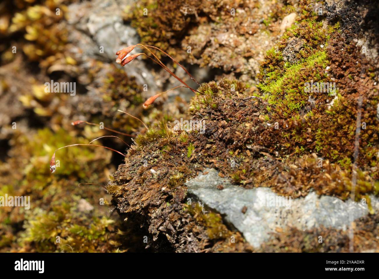 Capillary Thread-moss (Ptychostomum capillare) Plantae Stock Photo - Alamy