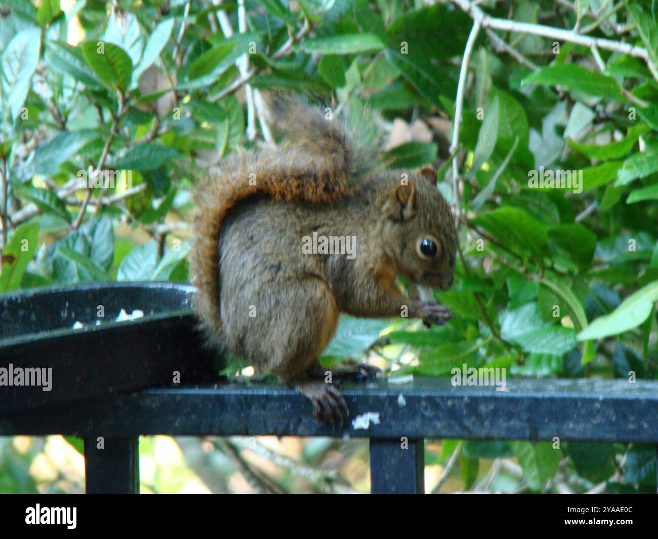 Red-tailed Squirrel (Sciurus granatensis) Mammalia Stock Photo - Alamy