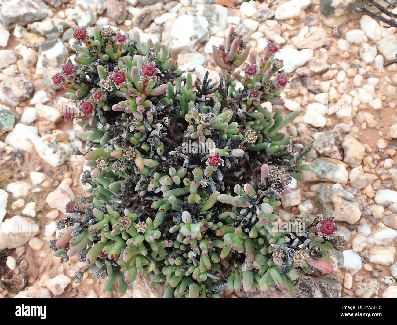 (Ruschia aggregata) Plantae Stock Photo - Alamy