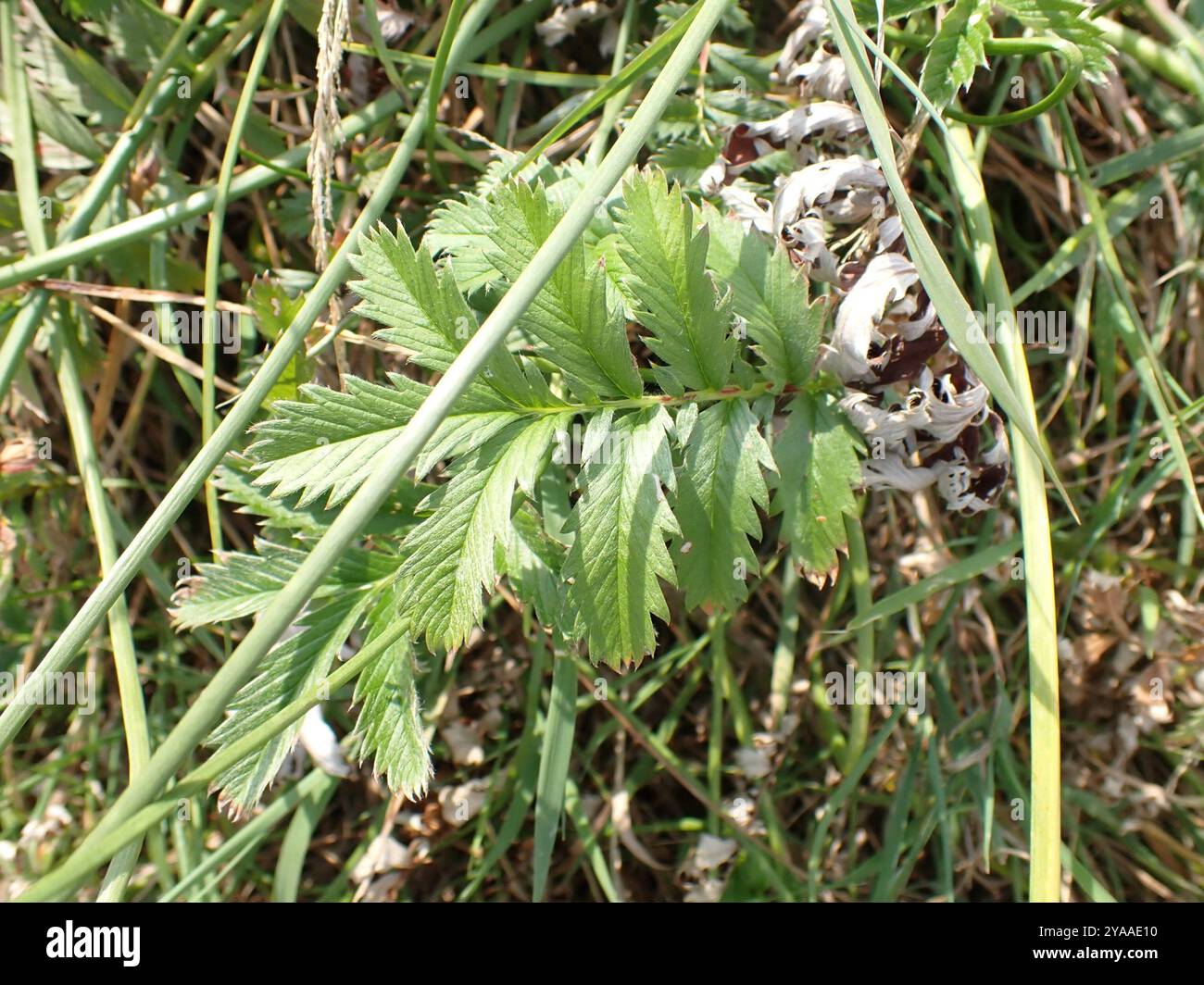 common silverweed (Argentina anserina) Plantae Stock Photo - Alamy
