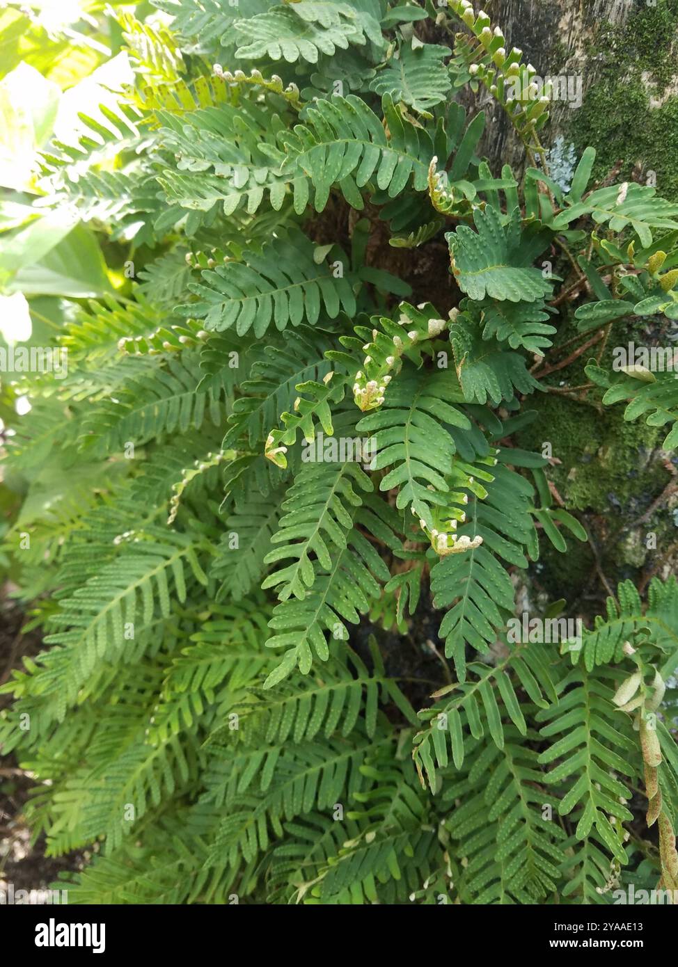 resurrection fern (Pleopeltis michauxiana) Plantae Stock Photo - Alamy