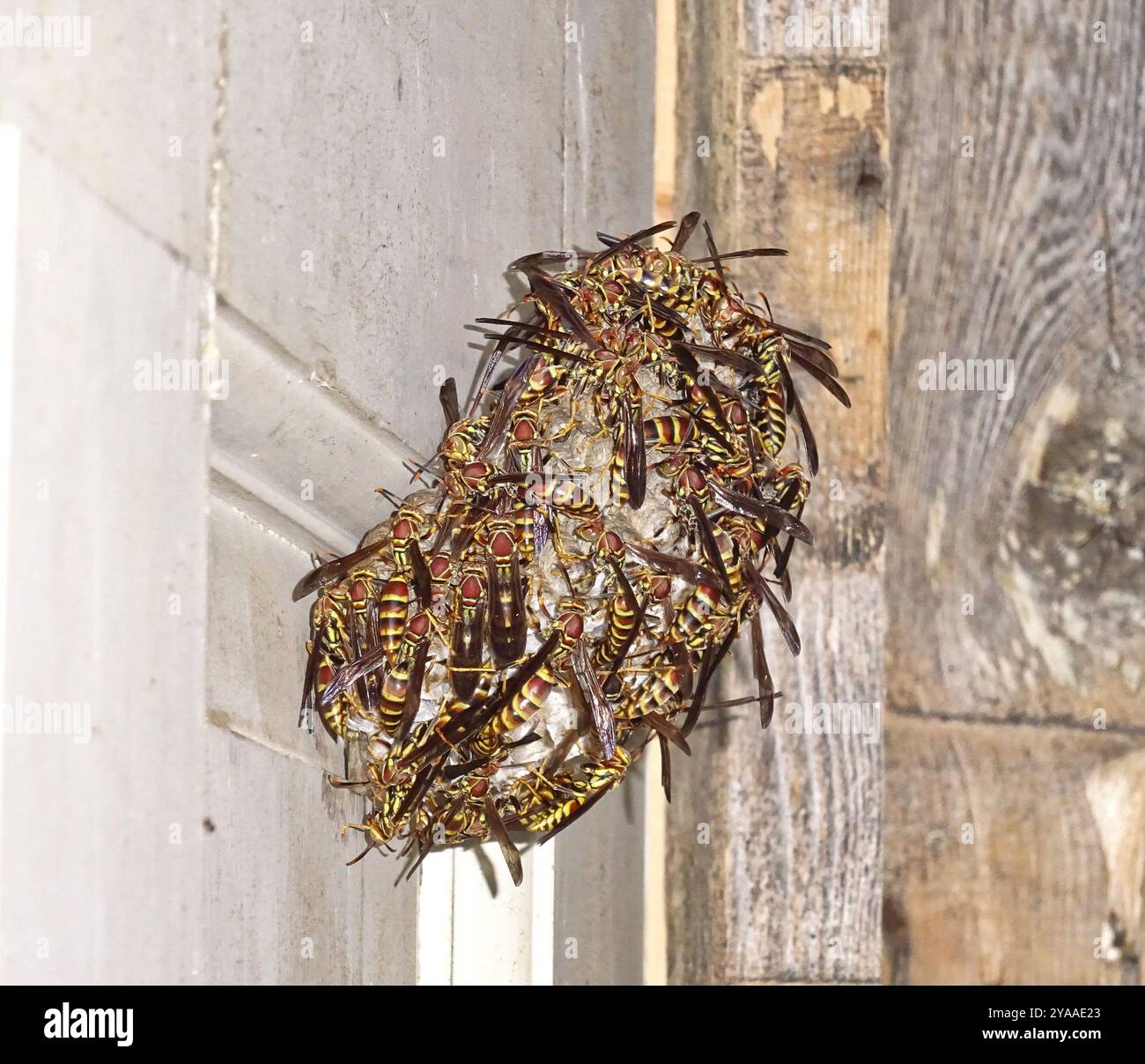 Guinea Paper Wasp (Polistes exclamans) Insecta Stock Photo - Alamy