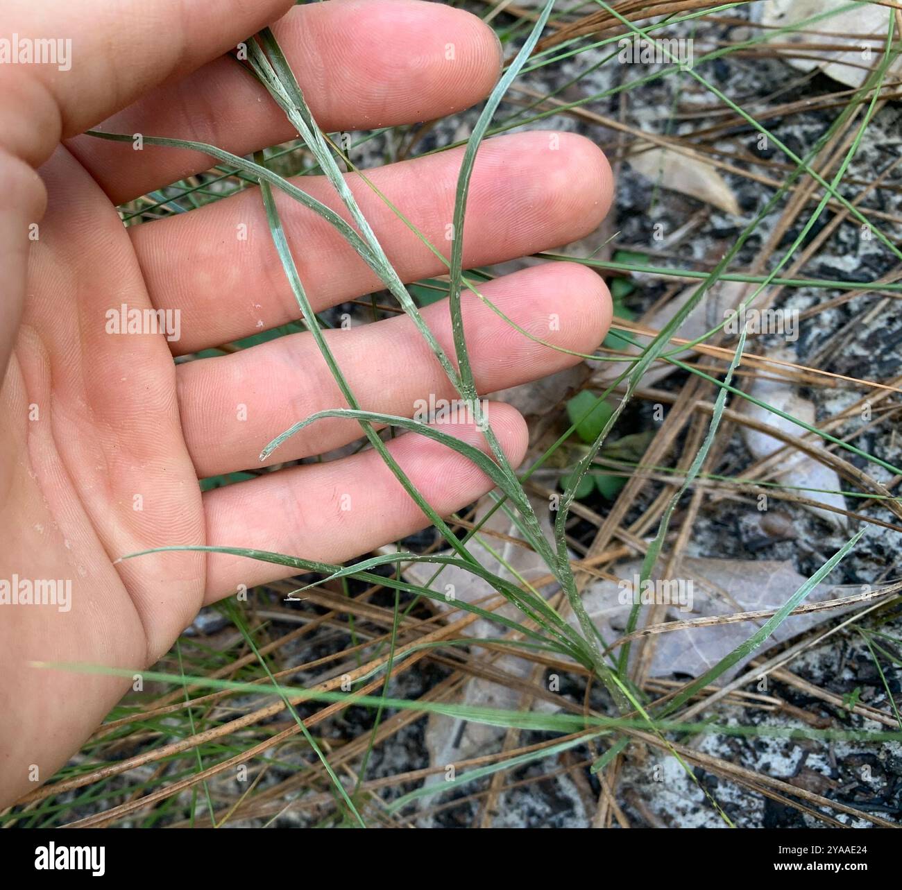Silkgrasses (Pityopsis) Plantae Stock Photo - Alamy
