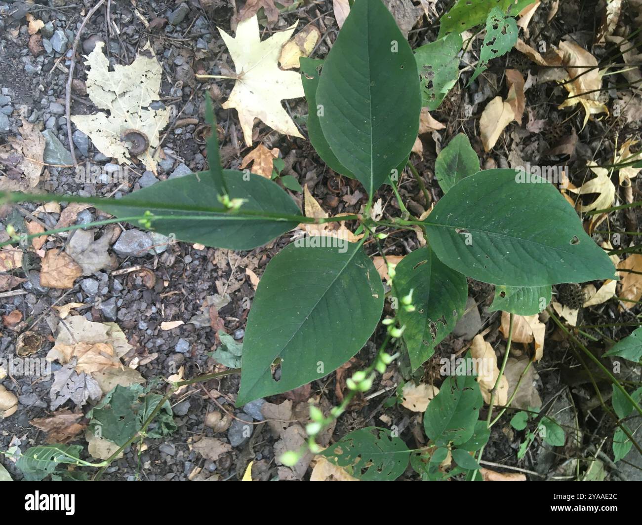 American jumpseed (Persicaria virginiana) Plantae Stock Photo - Alamy