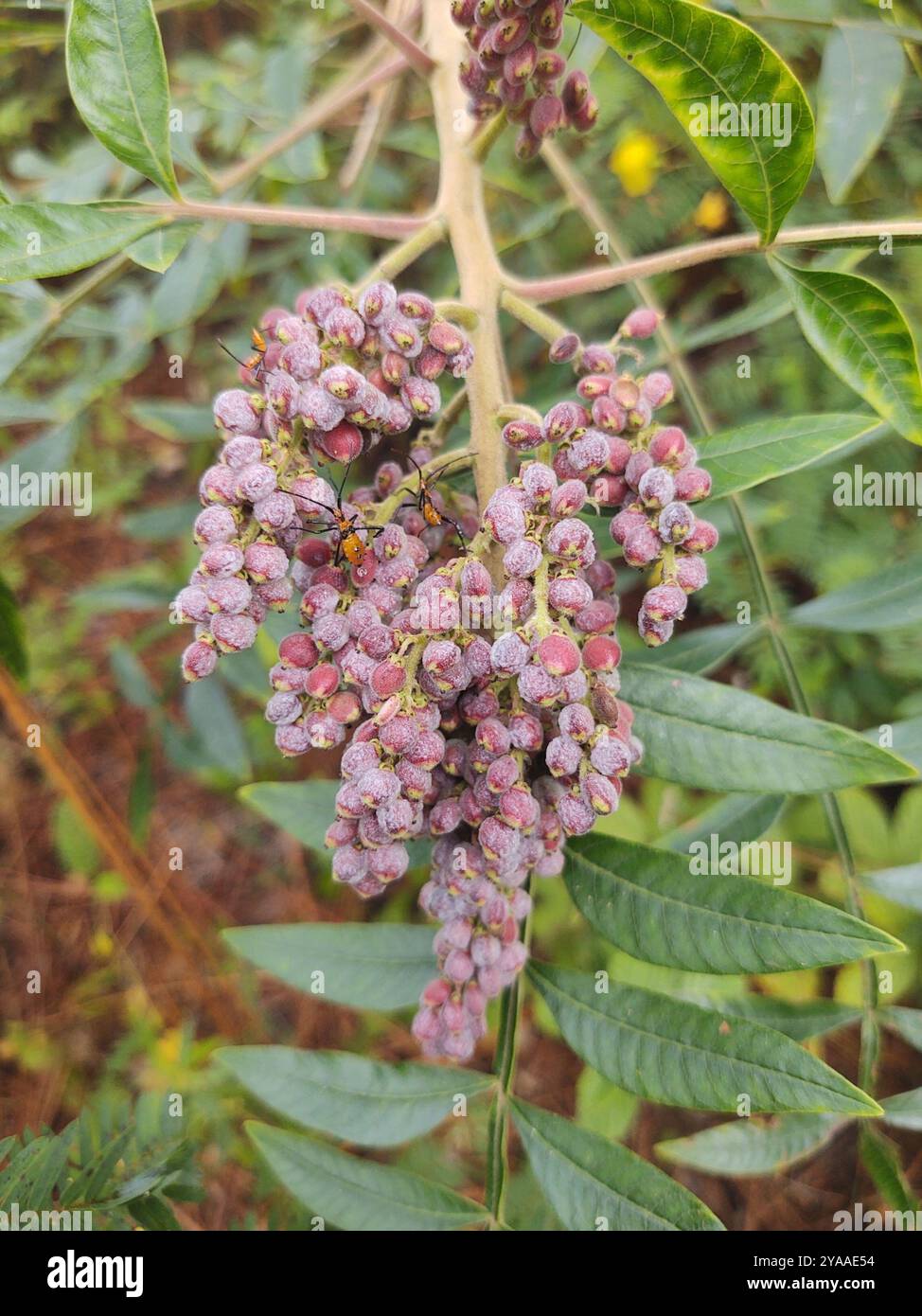 shining sumac (Rhus copallinum) Plantae Stock Photo - Alamy
