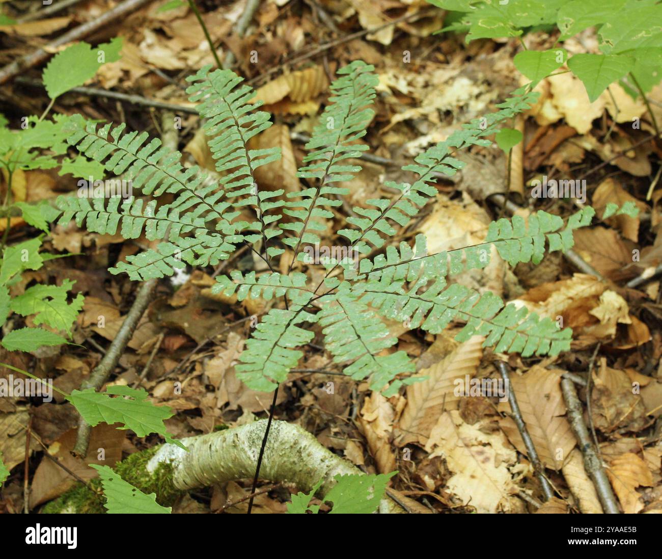 northern maidenhair fern (Adiantum pedatum) Plantae Stock Photo - Alamy