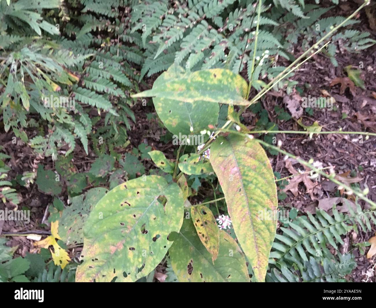American jumpseed (Persicaria virginiana) Plantae Stock Photo - Alamy