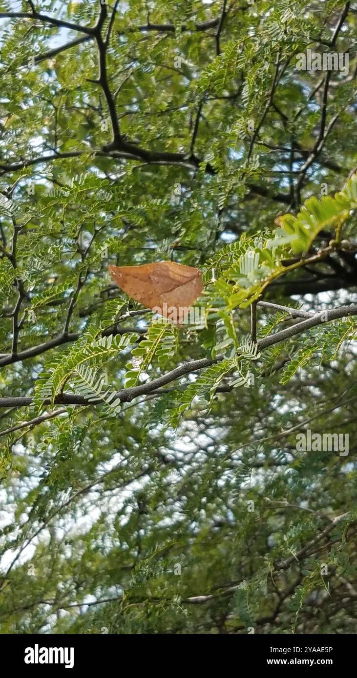 Seasonal Leafwing (Zaretis ellops) Insecta Stock Photo - Alamy