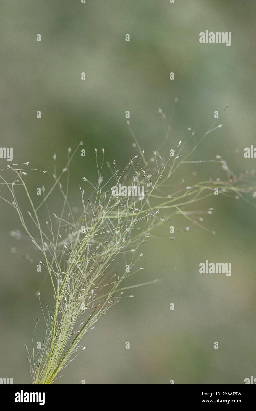 scratch grass (Muhlenbergia asperifolia) Plantae Stock Photo - Alamy