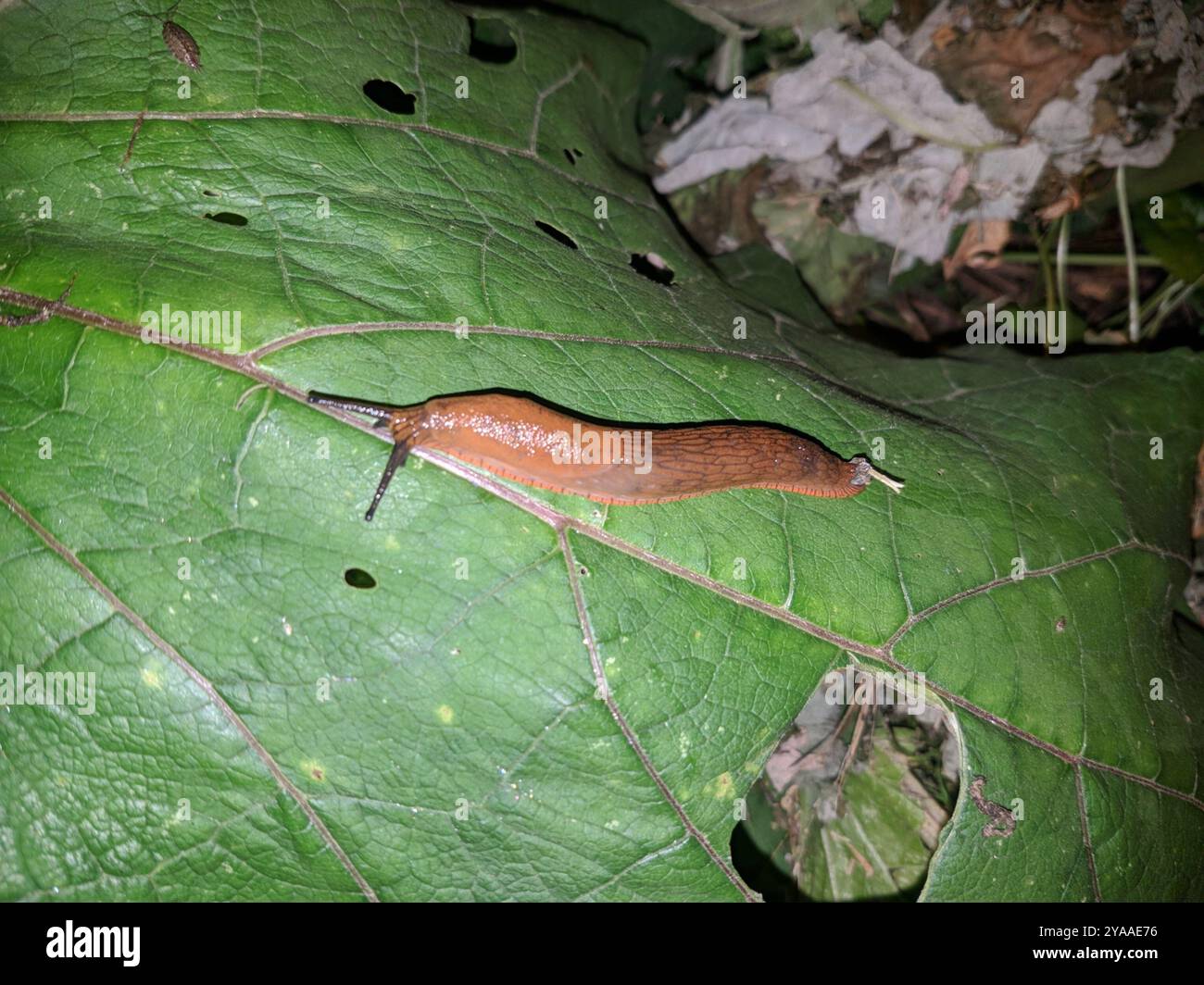 Spanish Slug (Arion vulgaris) Mollusca Stock Photo - Alamy