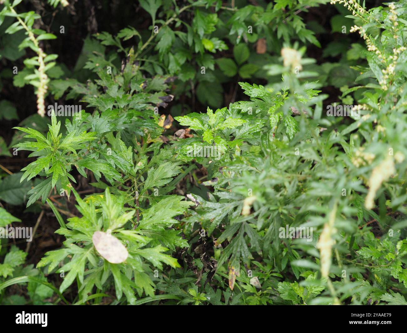 common mugwort (Artemisia vulgaris) Plantae Stock Photo - Alamy