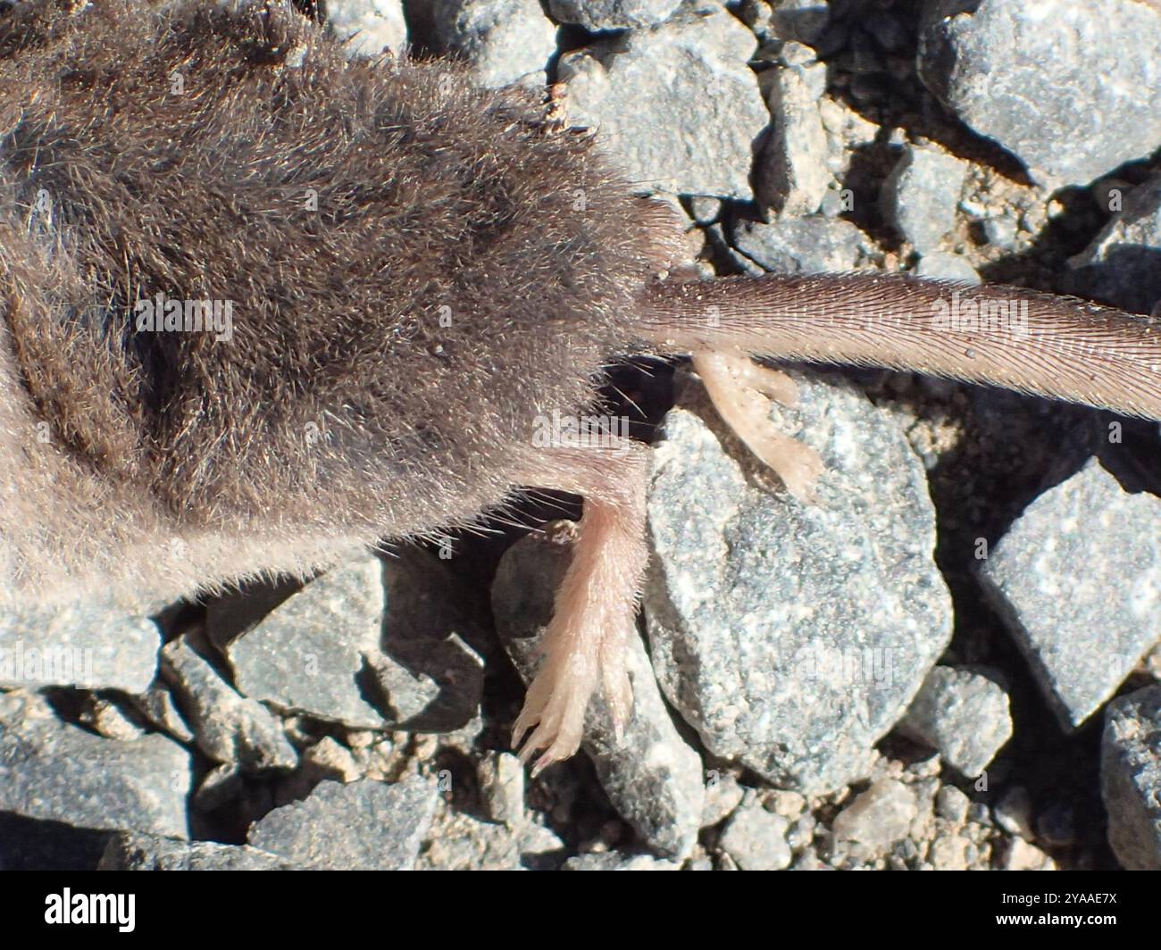 Long-tailed Shrews (Sorex) Mammalia Stock Photo - Alamy