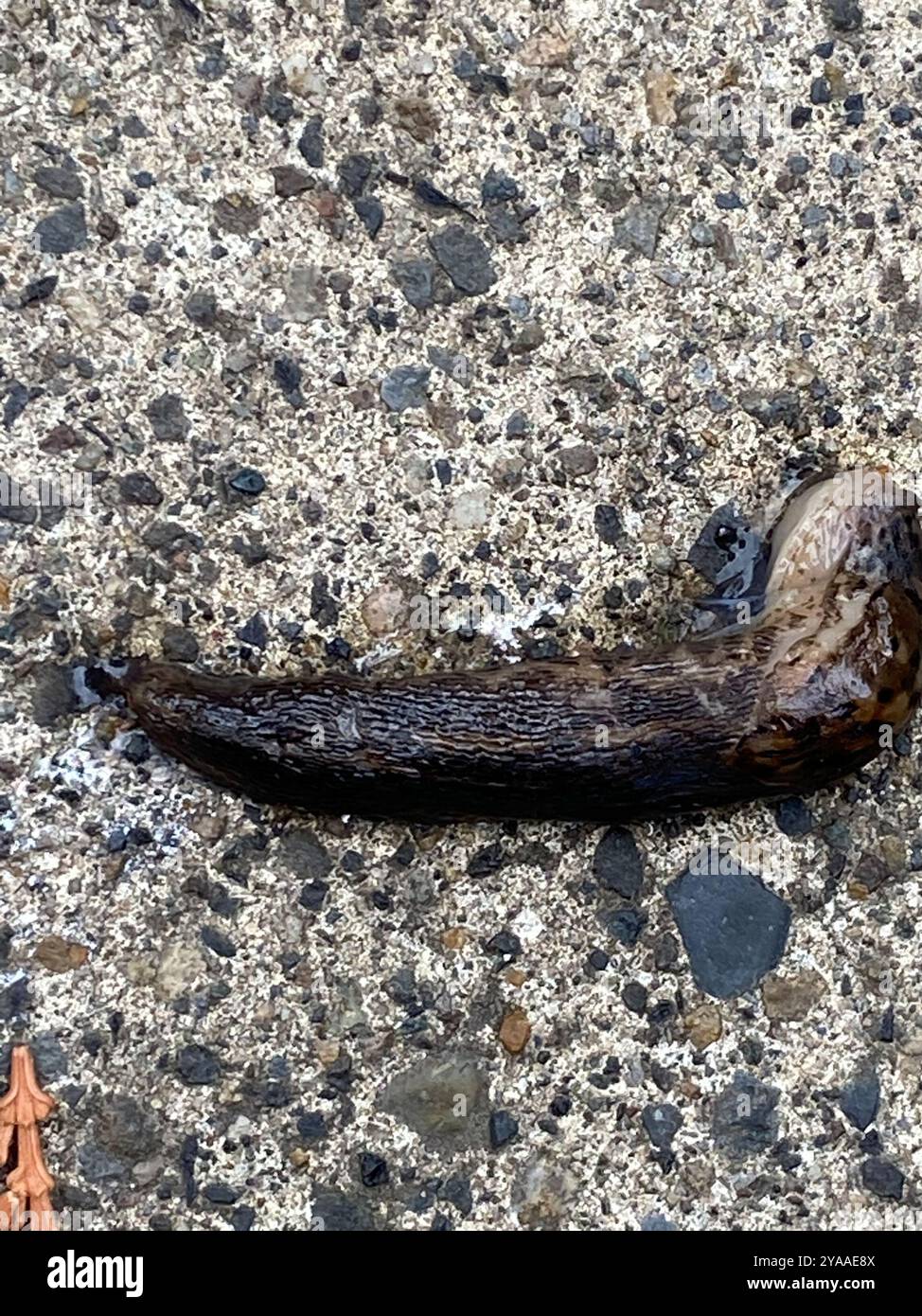 Leopard Slug (Limax maximus) Mollusca Stock Photo - Alamy